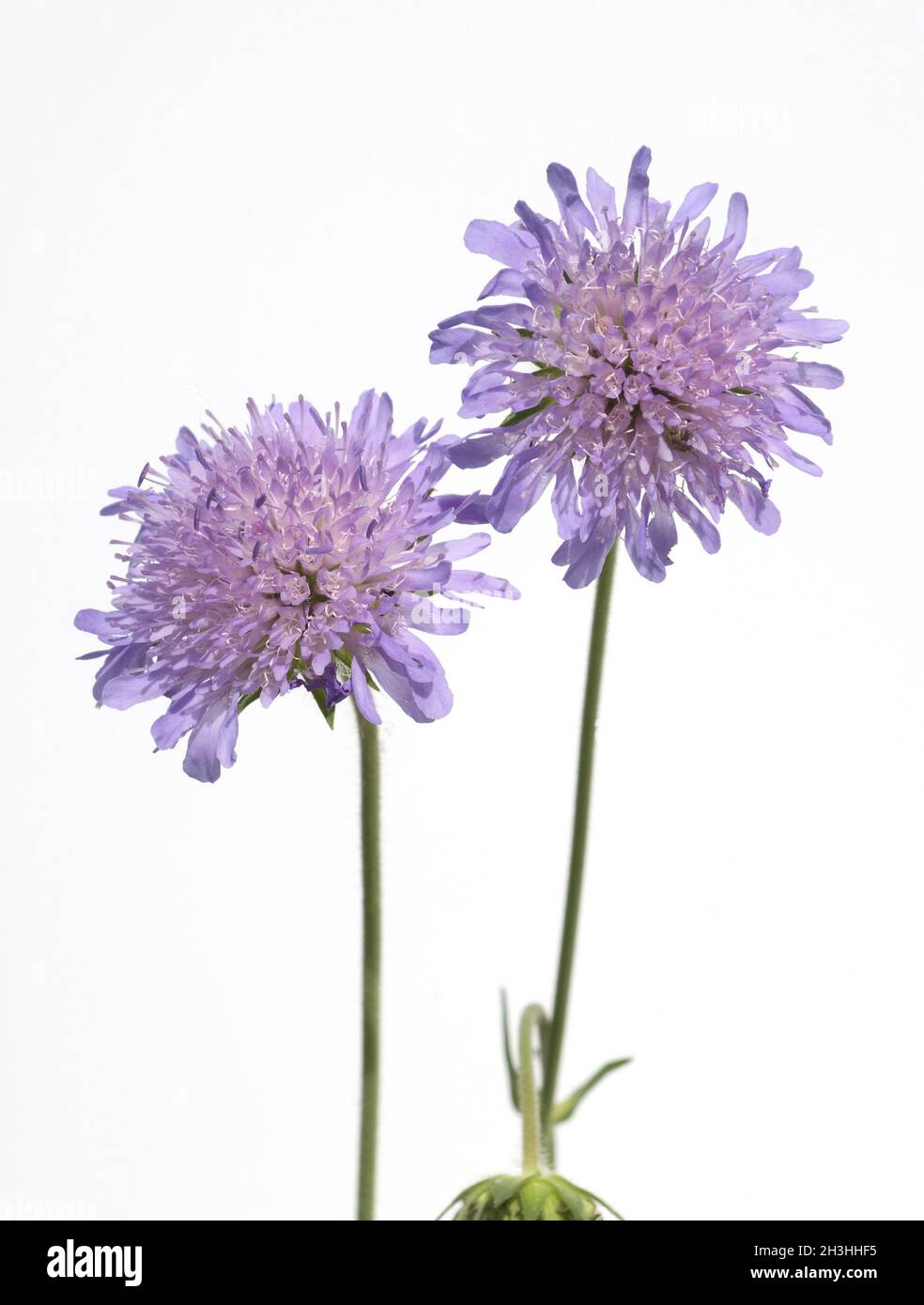 Field widow flower hi-res stock photography and images - Alamy