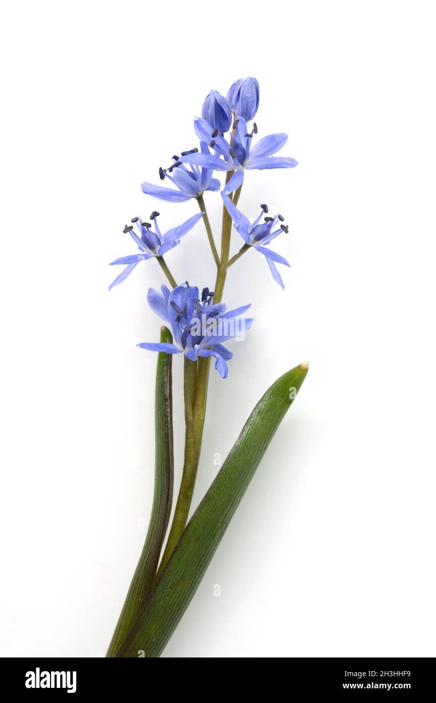 Blue Star Blossom High Resolution Stock Photography and Images - Alamy