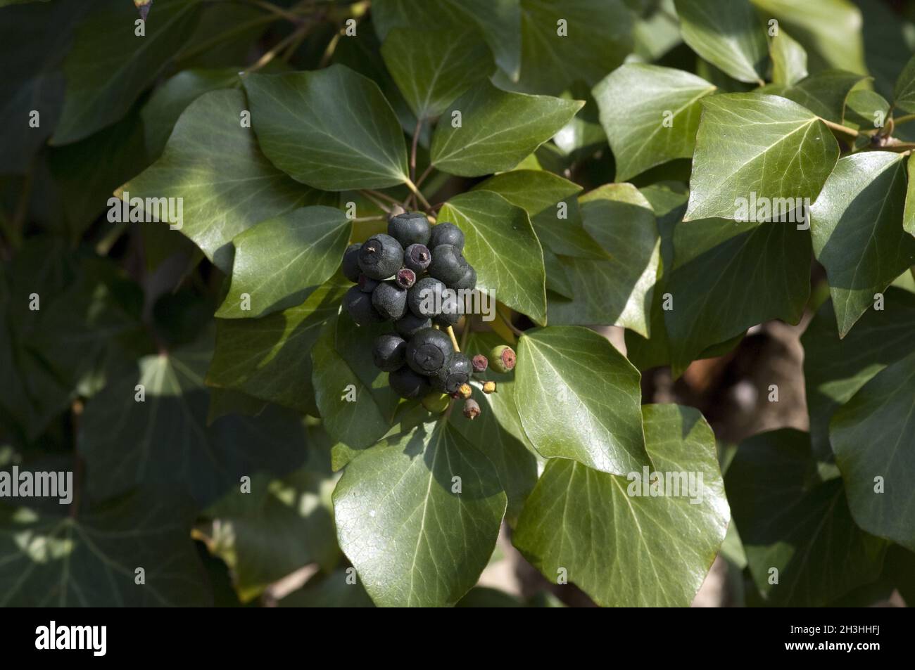 Ephemera plants hi-res stock photography and images - Alamy