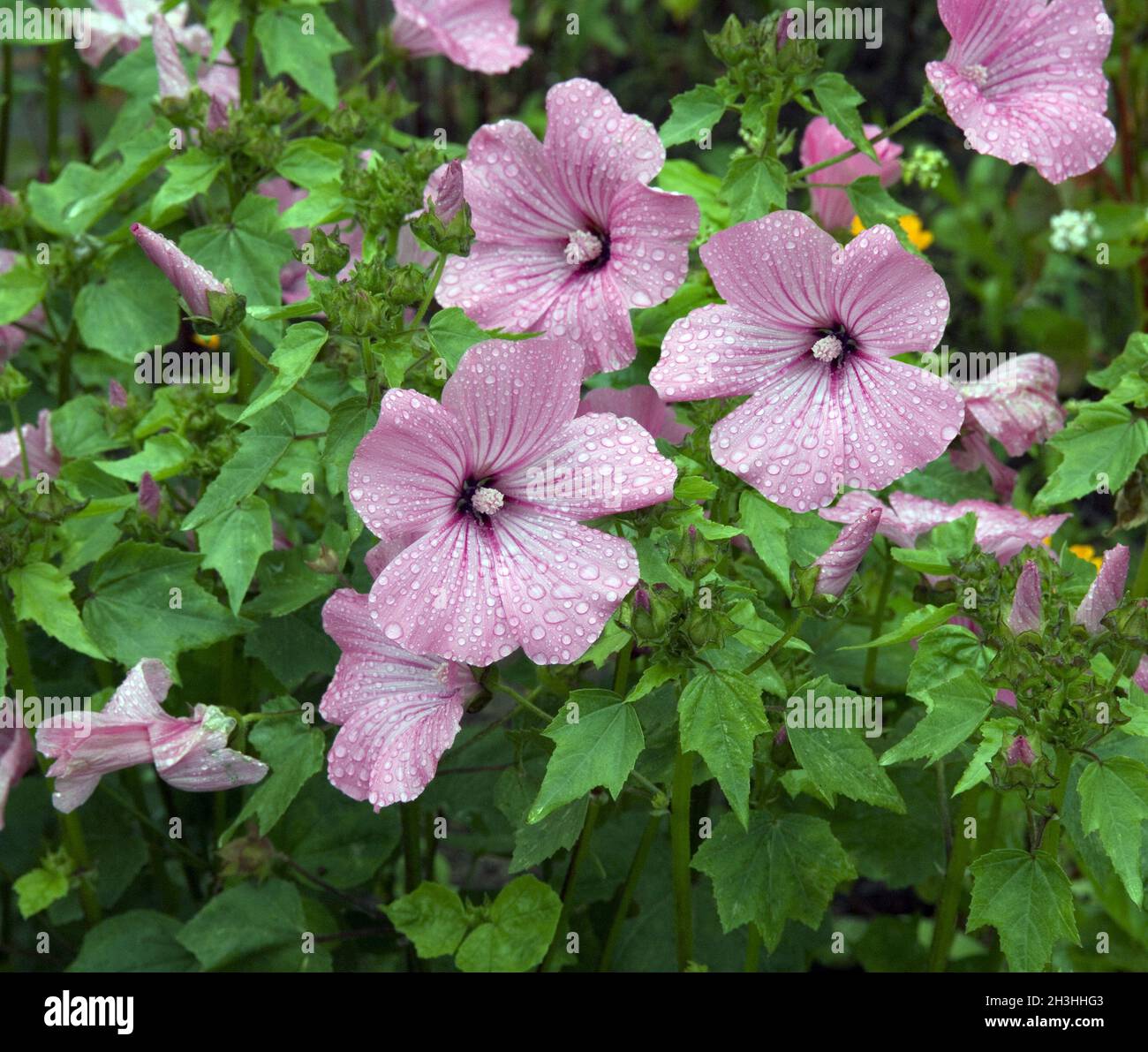 Lavatera trimestris silver cup hi-res stock photography and images - Alamy