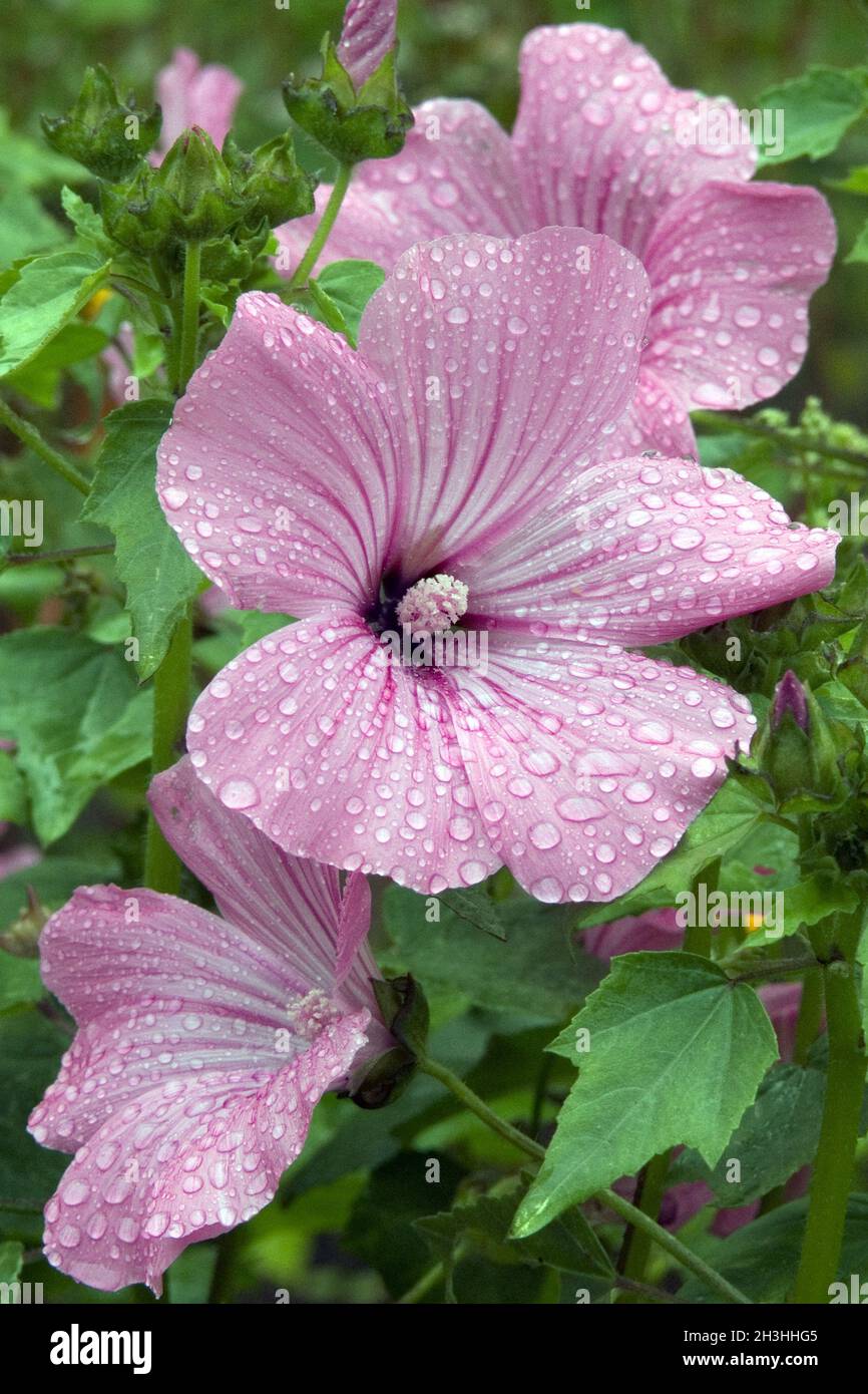 Lavatera trimestris silver cup hi-res stock photography and images - Alamy