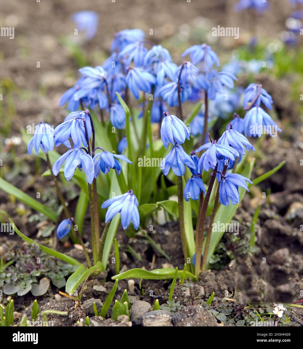 True blue star hi-res stock photography and images - Alamy