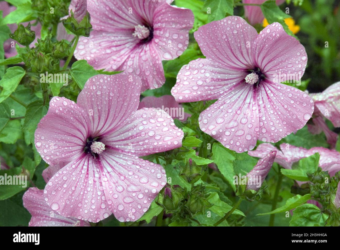 Lavatera trimestris silver cup hi-res stock photography and images - Alamy