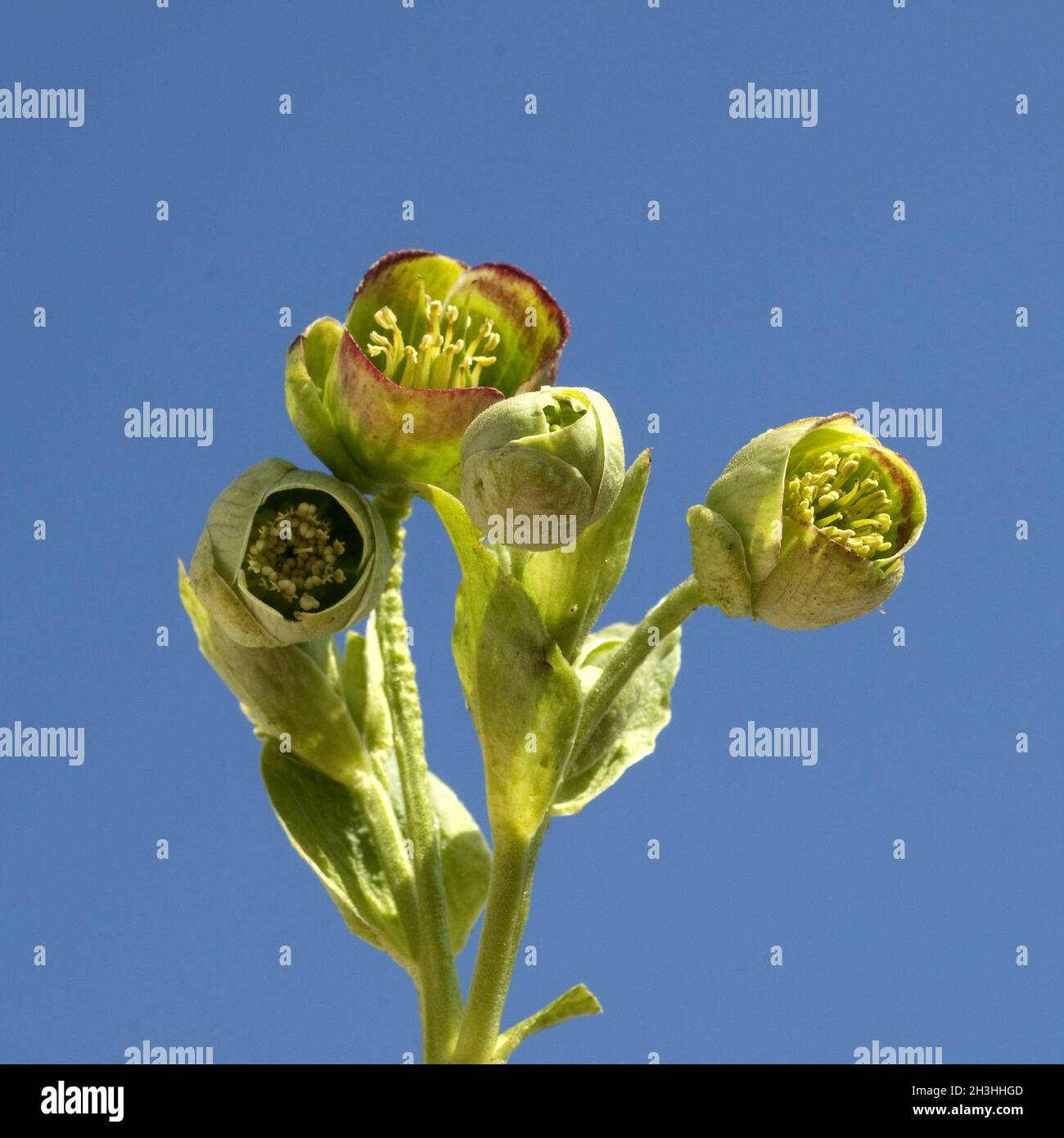 Stinking; hellebore; foetidus Stock Photo - Alamy