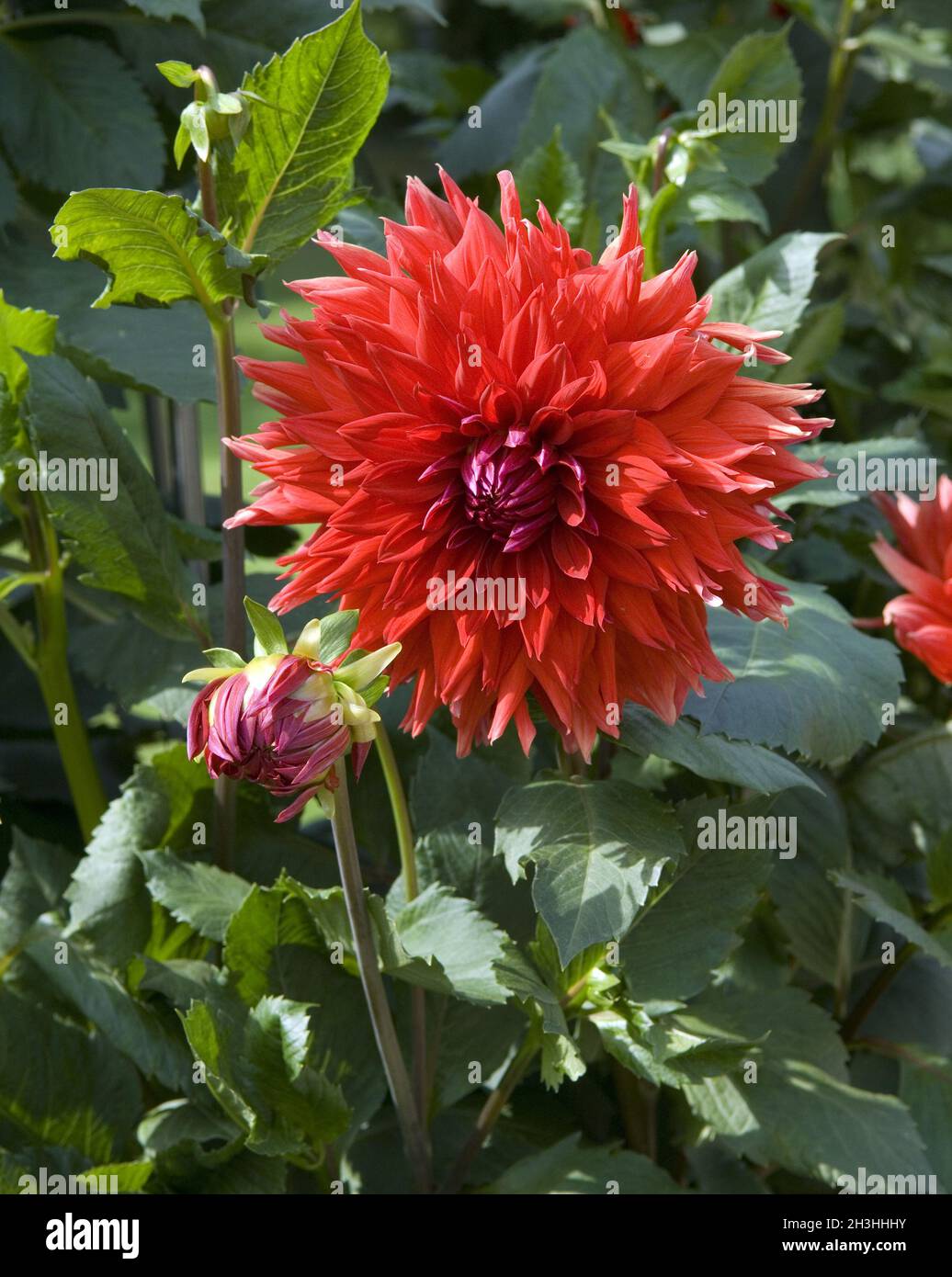 Decorative dahlia; Excalibur Stock Photo - Alamy