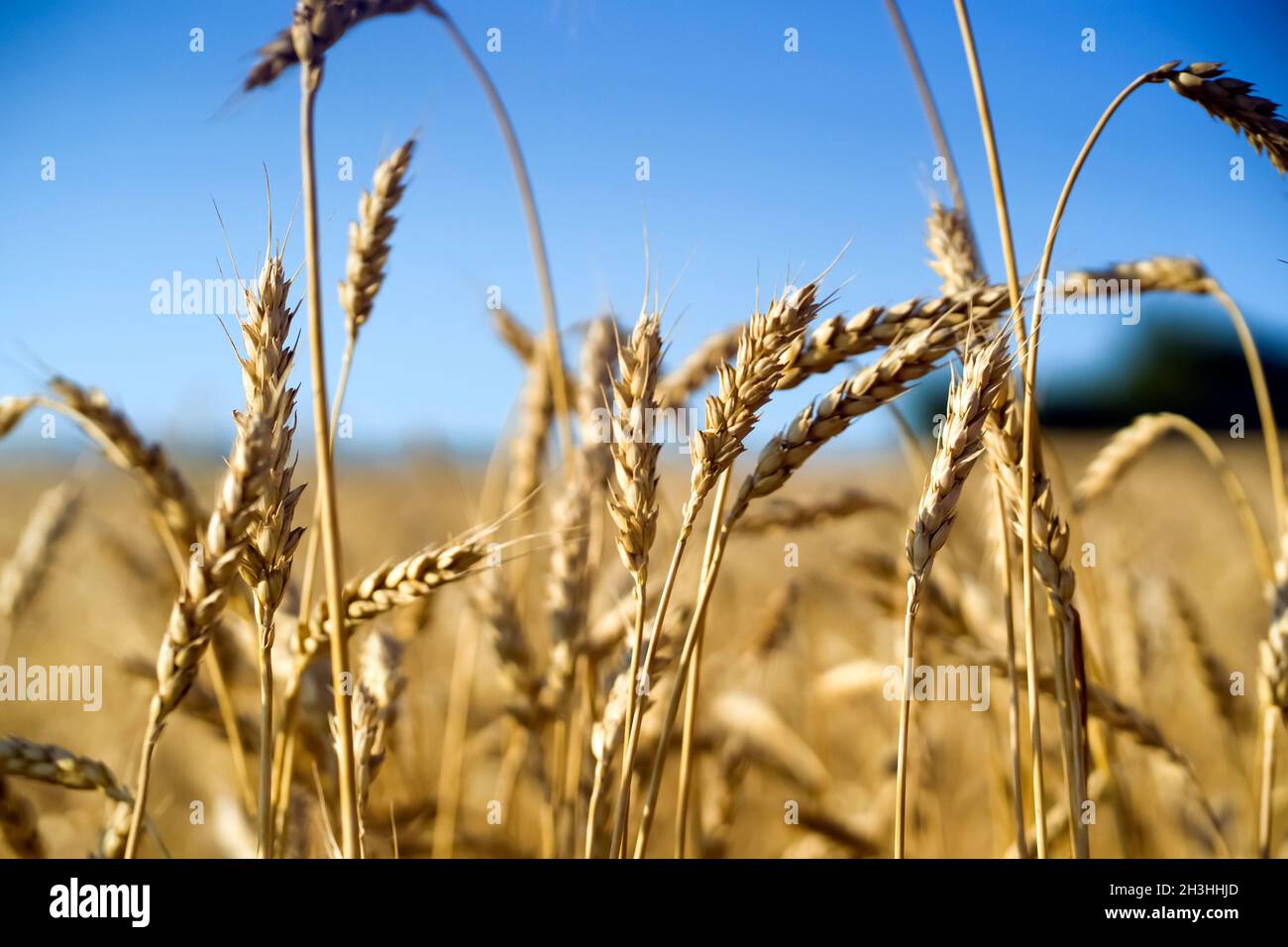 Stems of wheat with grain for flour production, wheat field Stock Photo ...