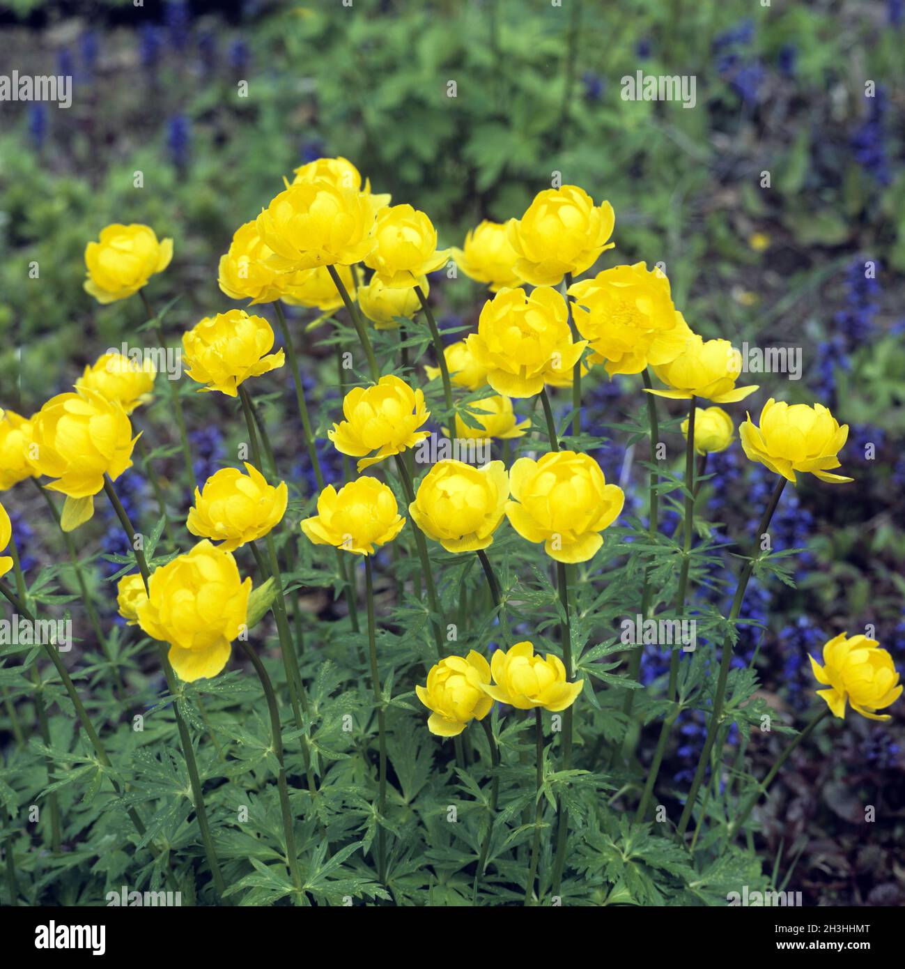 Troll flower; Trollius europaeus Stock Photo - Alamy