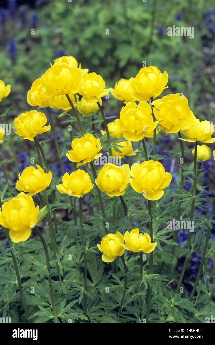 Troll flower; Trollius europaeus Stock Photo - Alamy
