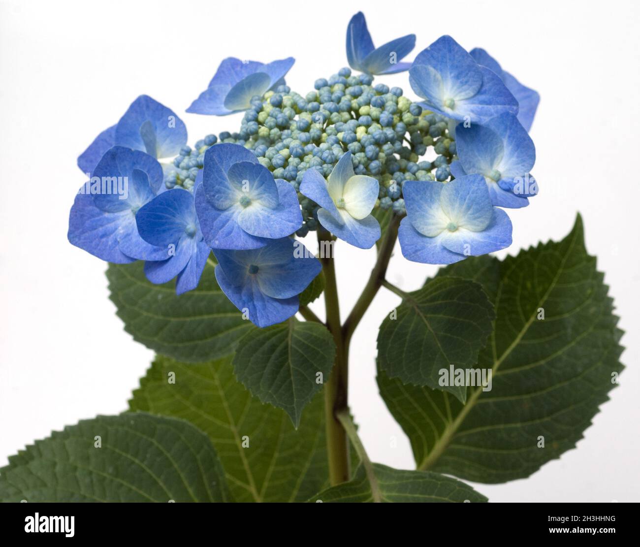 Plate hydrangea; Hydrangea serrata; Blue titmouse Stock Photo - Alamy