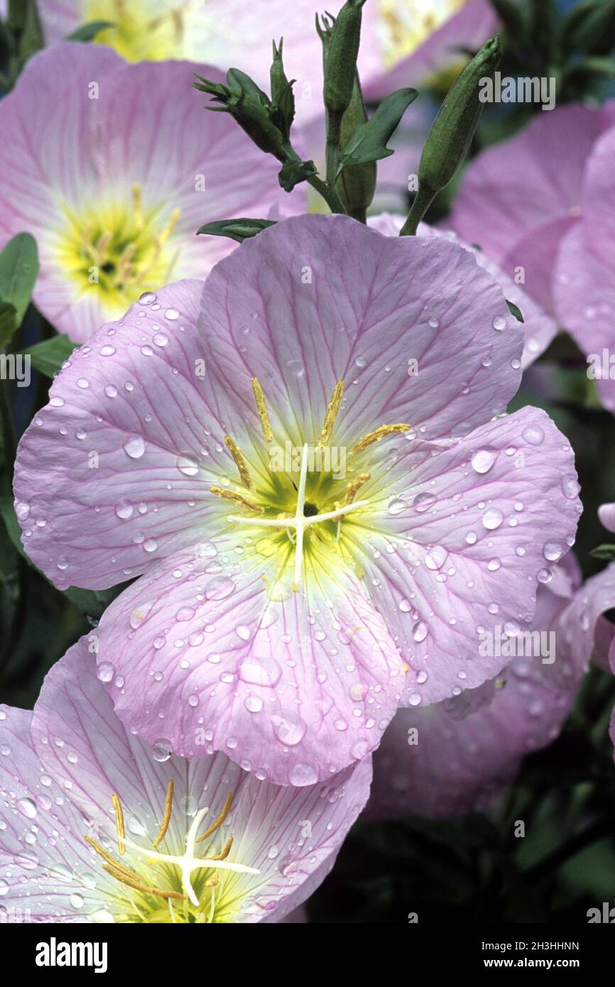 Rosy primrose hi-res stock photography and images - Alamy