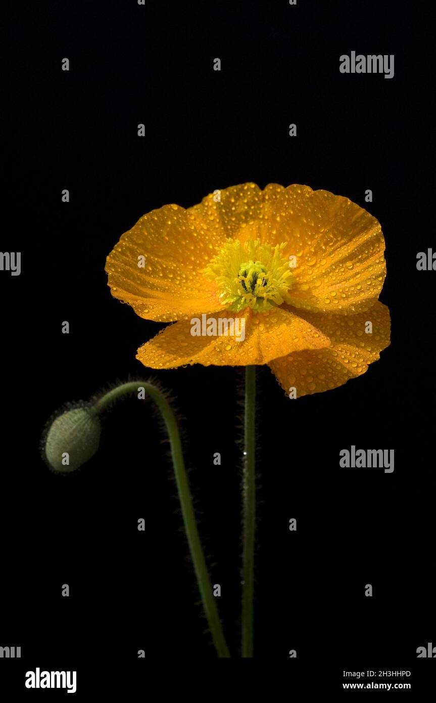 Scheinmohn; Meconopsis cambrica Stock Photo - Alamy