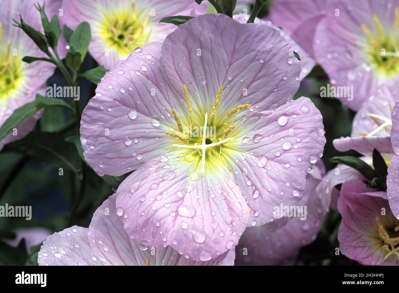 Rosy primrose hi-res stock photography and images - Alamy