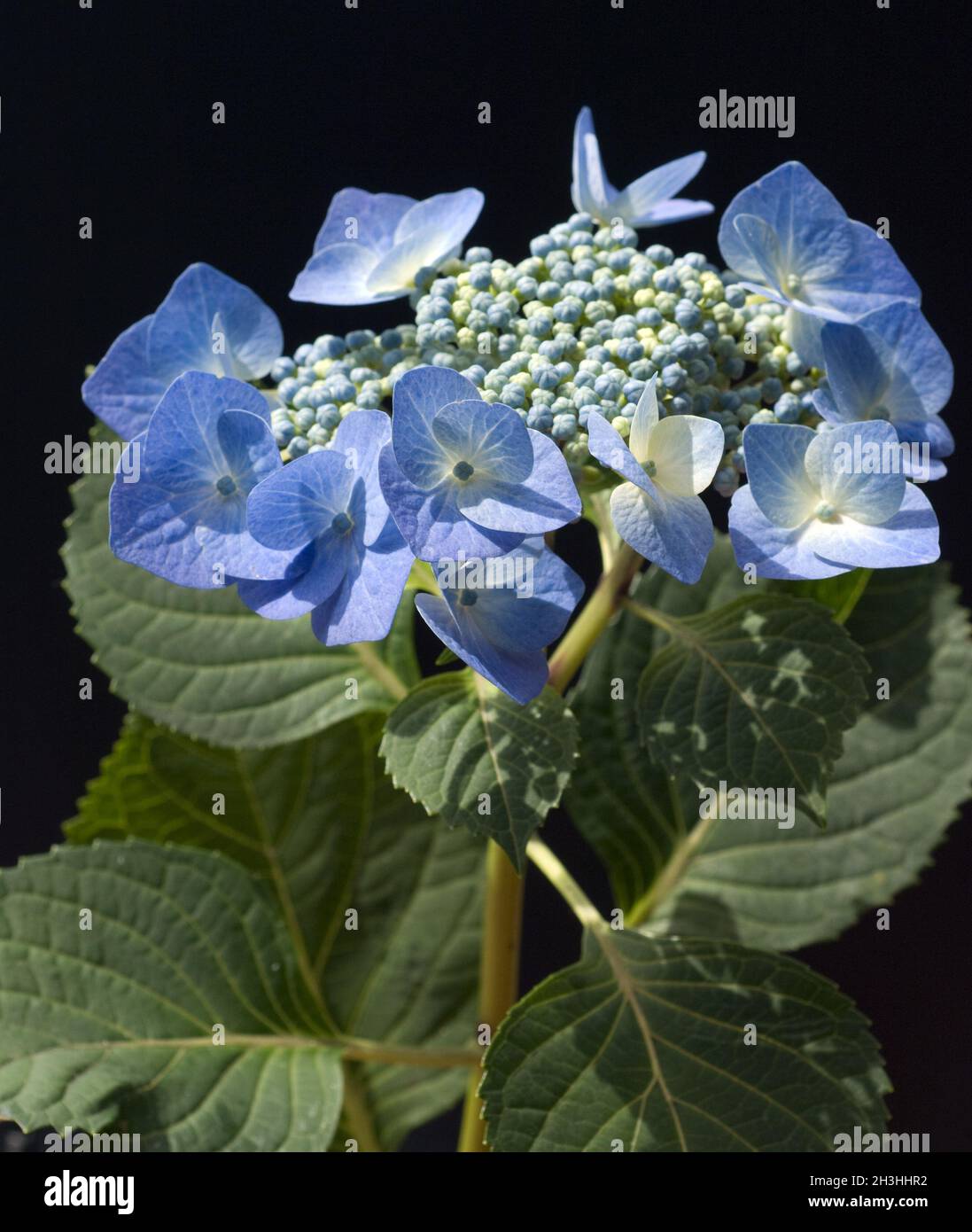 Plate hydrangea; Hydrangea serrata; Blue titmouse Stock Photo - Alamy