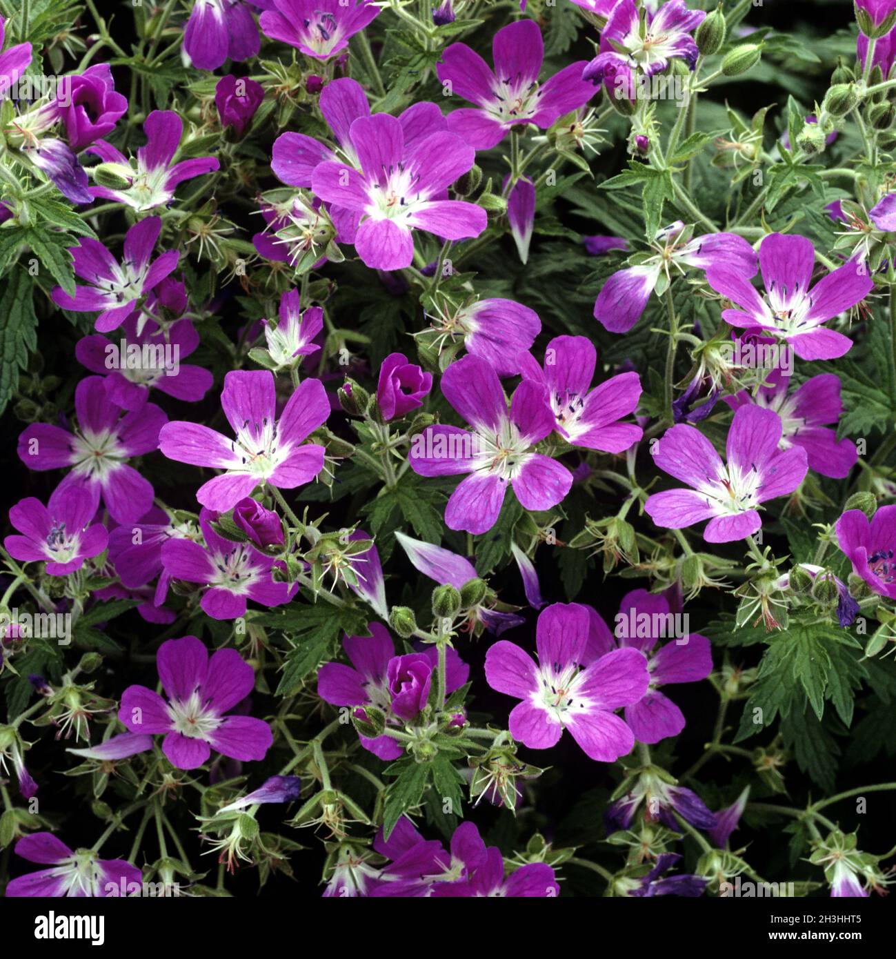 Storks bill geranium hi-res stock photography and images - Alamy