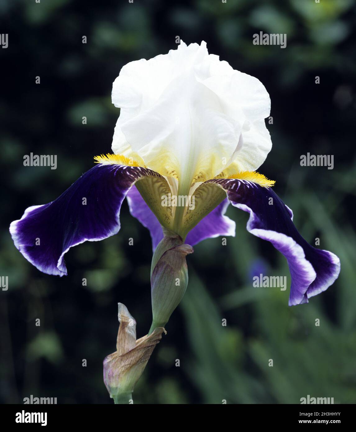 Iris vulgaris hi-res stock photography and images - Alamy
