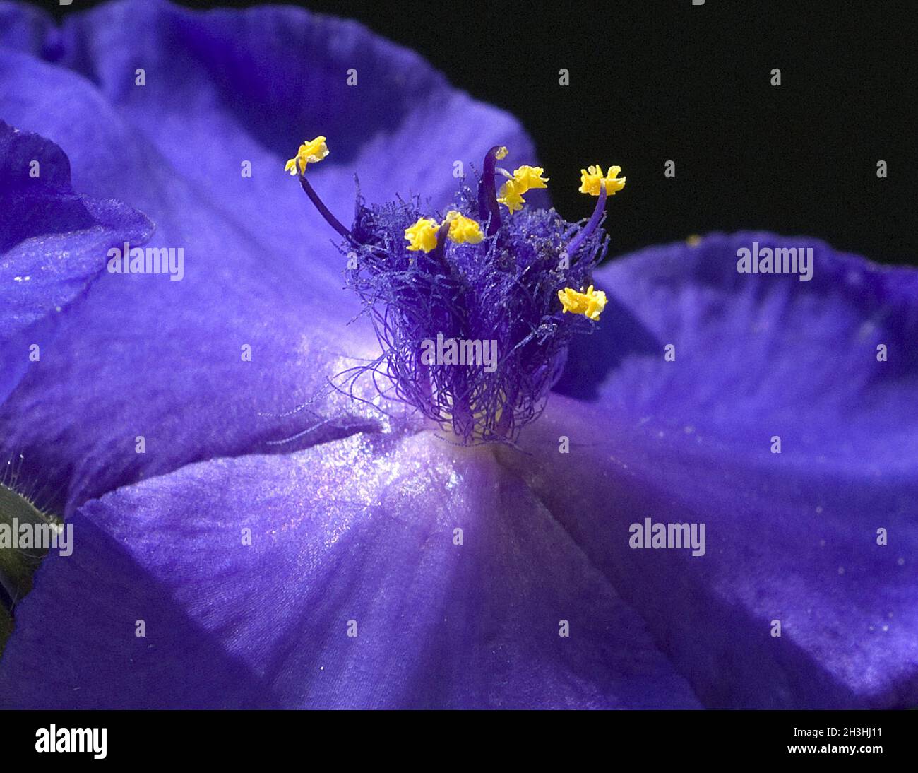 Three-master flower, Tradescantia Stock Photo - Alamy