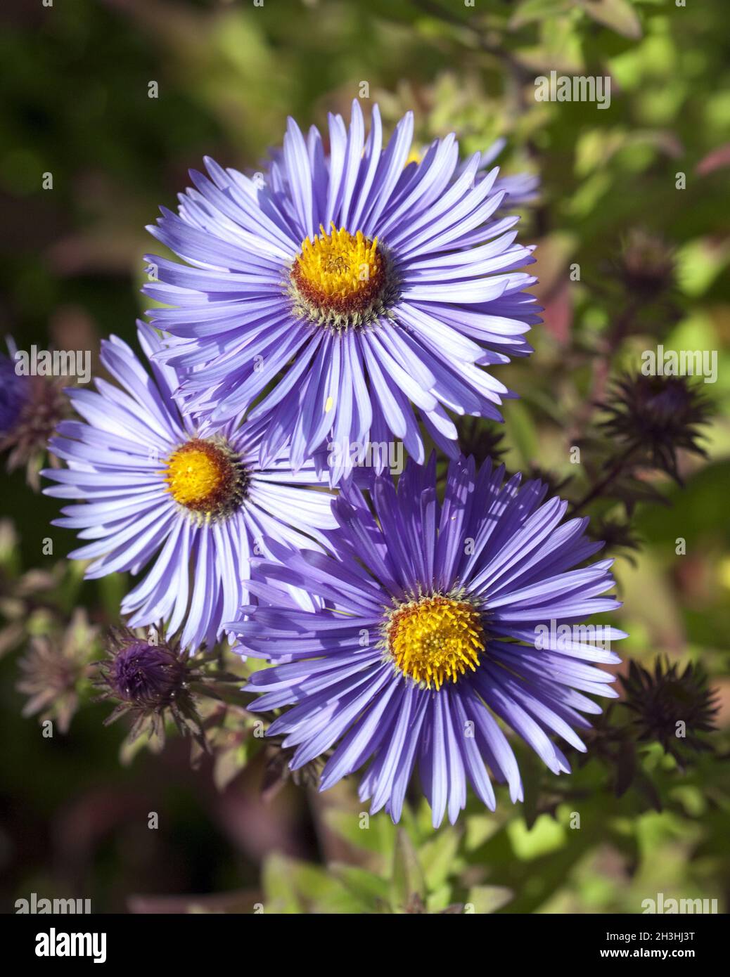 Rauhblattaster, Aster novae-angliae, Barr's Blue Stock Photo - Alamy