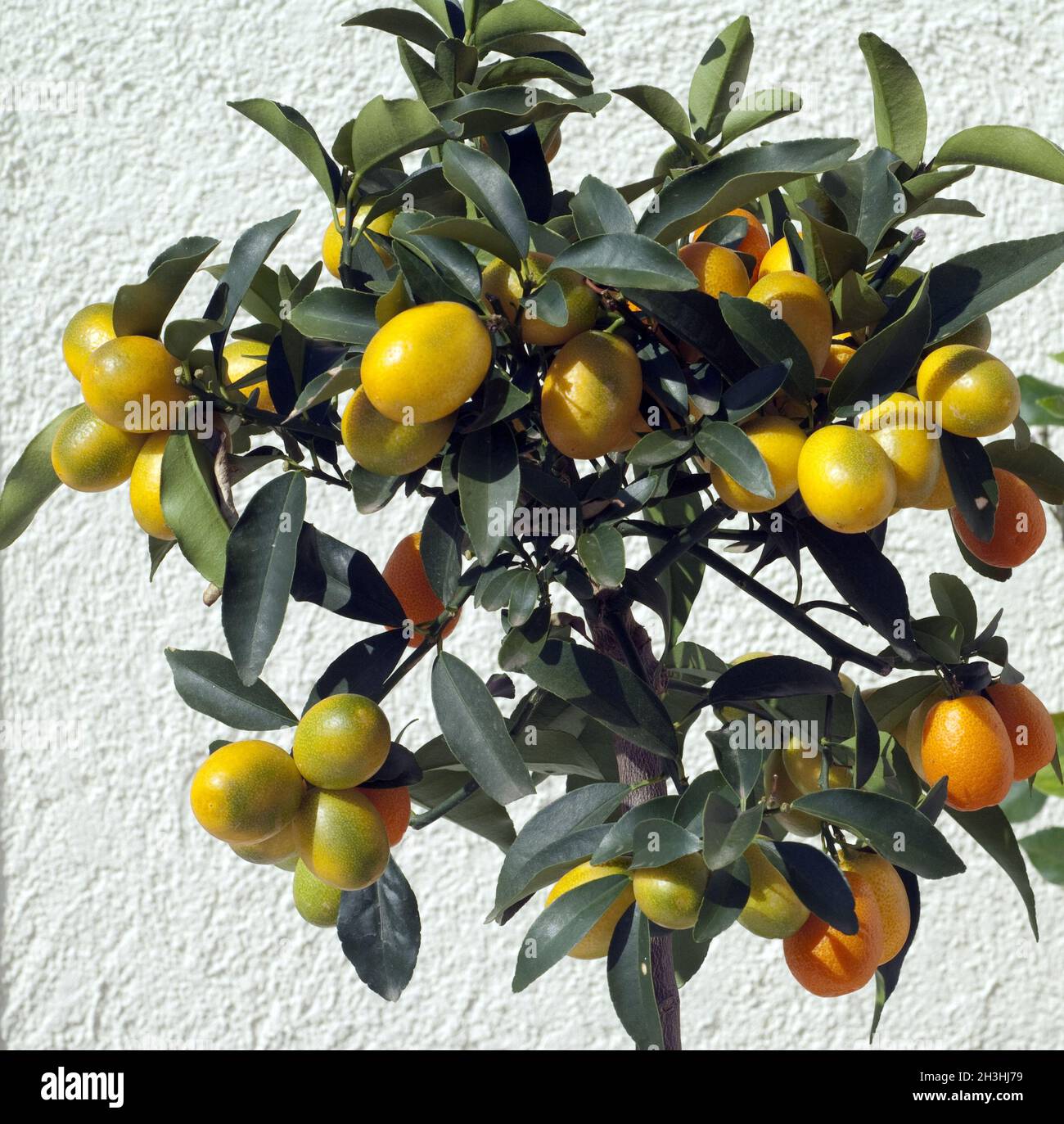 Kumquats; Fortunella; Citrus Stock Photo - Alamy