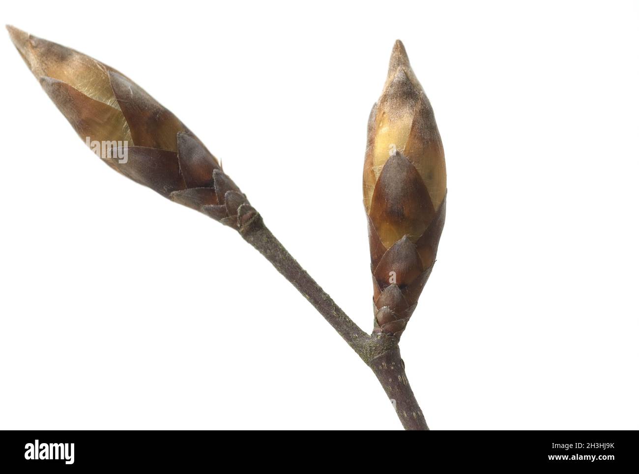 Leaf of a beech fagus sylvatica Cut Out Stock Images & Pictures - Alamy