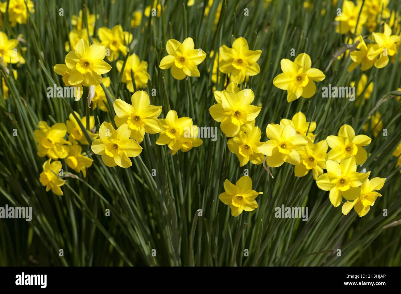 Scented daffodil, Narcissus x odorus, jonquilla Stock Photo - Alamy