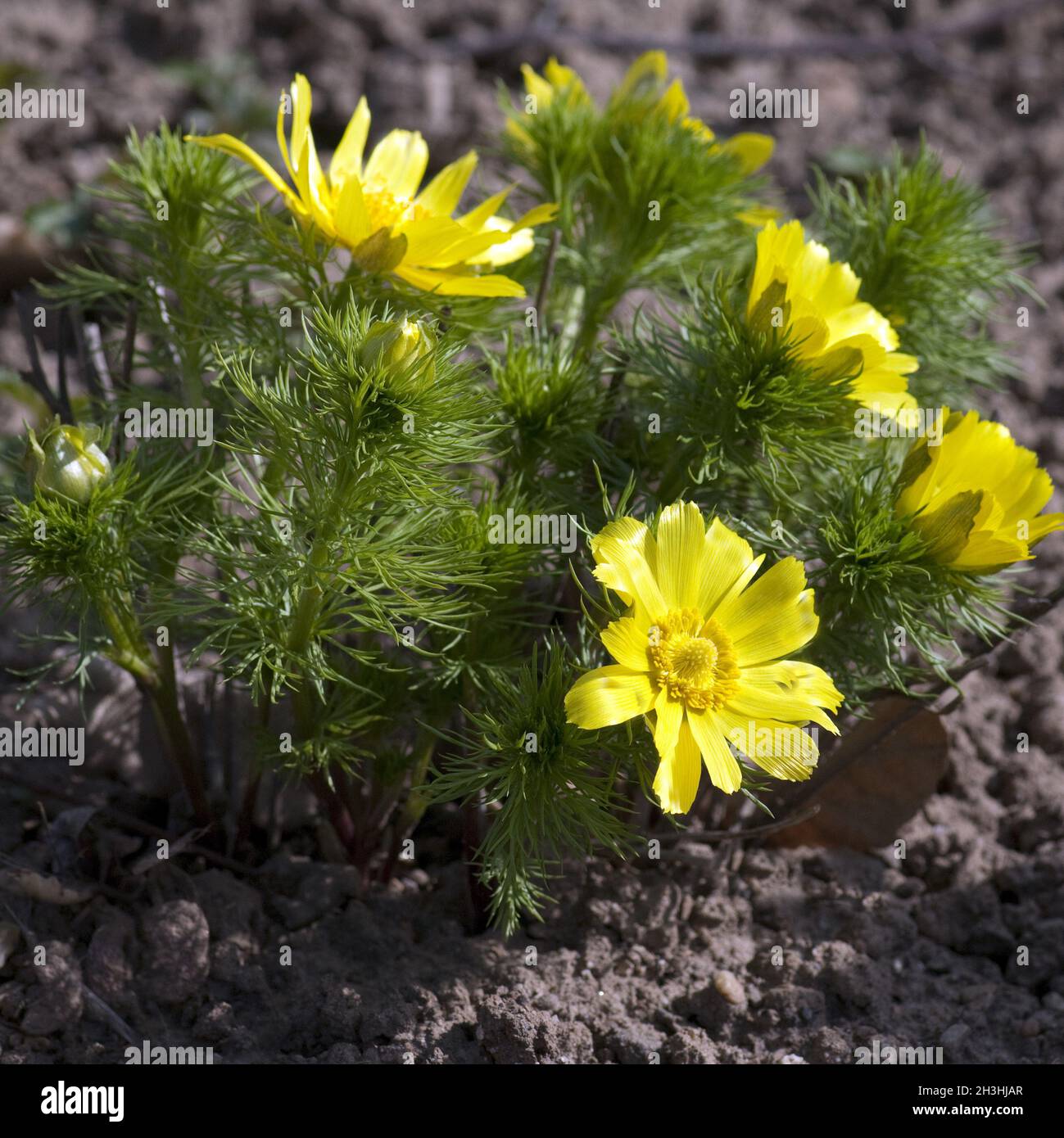 Spring; Adonisroeschen; Adonis; Vernalis Stock Photo - Alamy