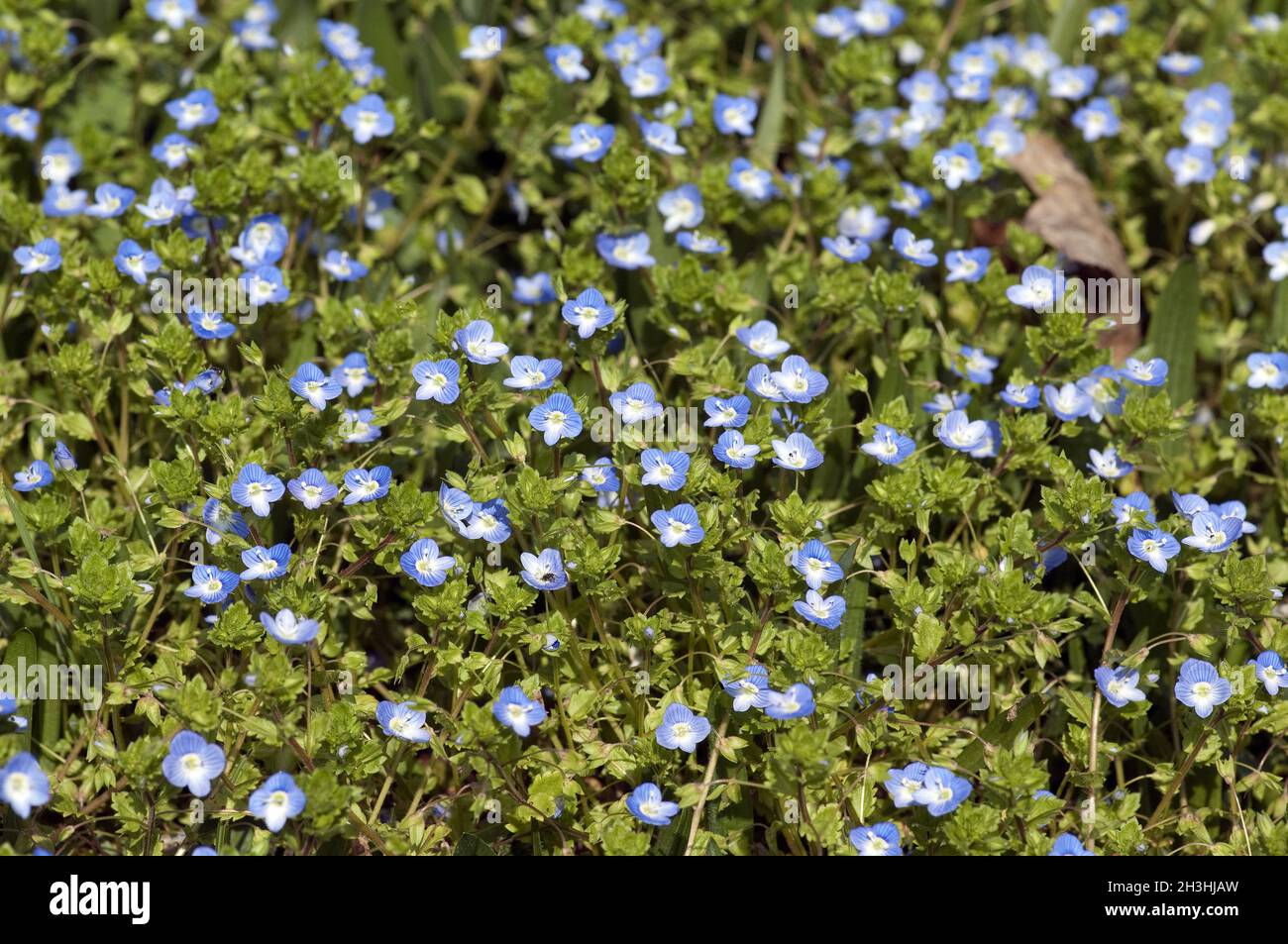 Persian; speedwell; veronica; persica Stock Photo - Alamy
