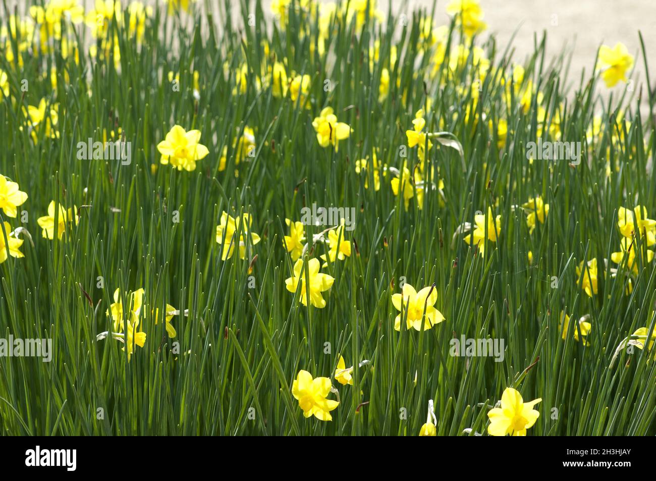 Scented daffodil, Narcissus x odorus, jonquilla Stock Photo - Alamy