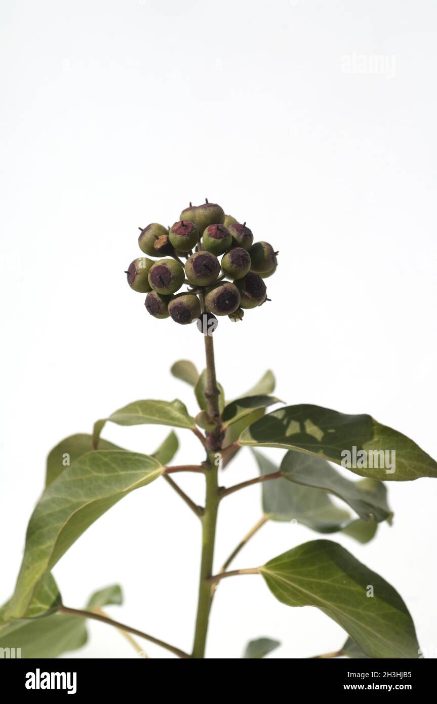 Ephemera plants hi-res stock photography and images - Alamy