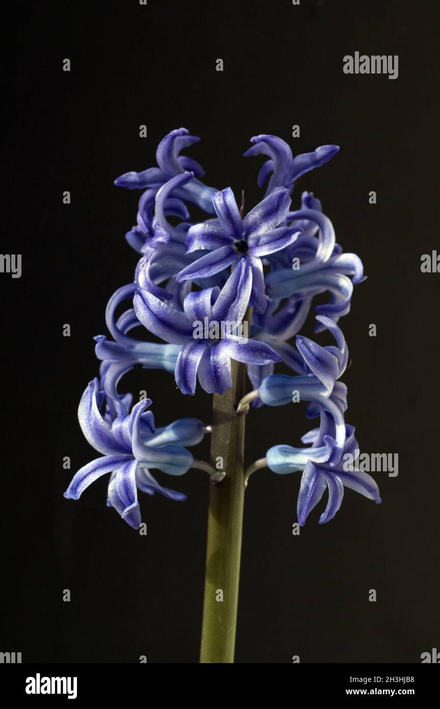 Hyacinth, White, Hyacinthus orientalis Stock Photo - Alamy