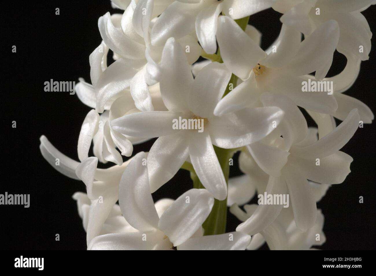 Hyacinth, White, Hyacinthus orientalis Stock Photo - Alamy