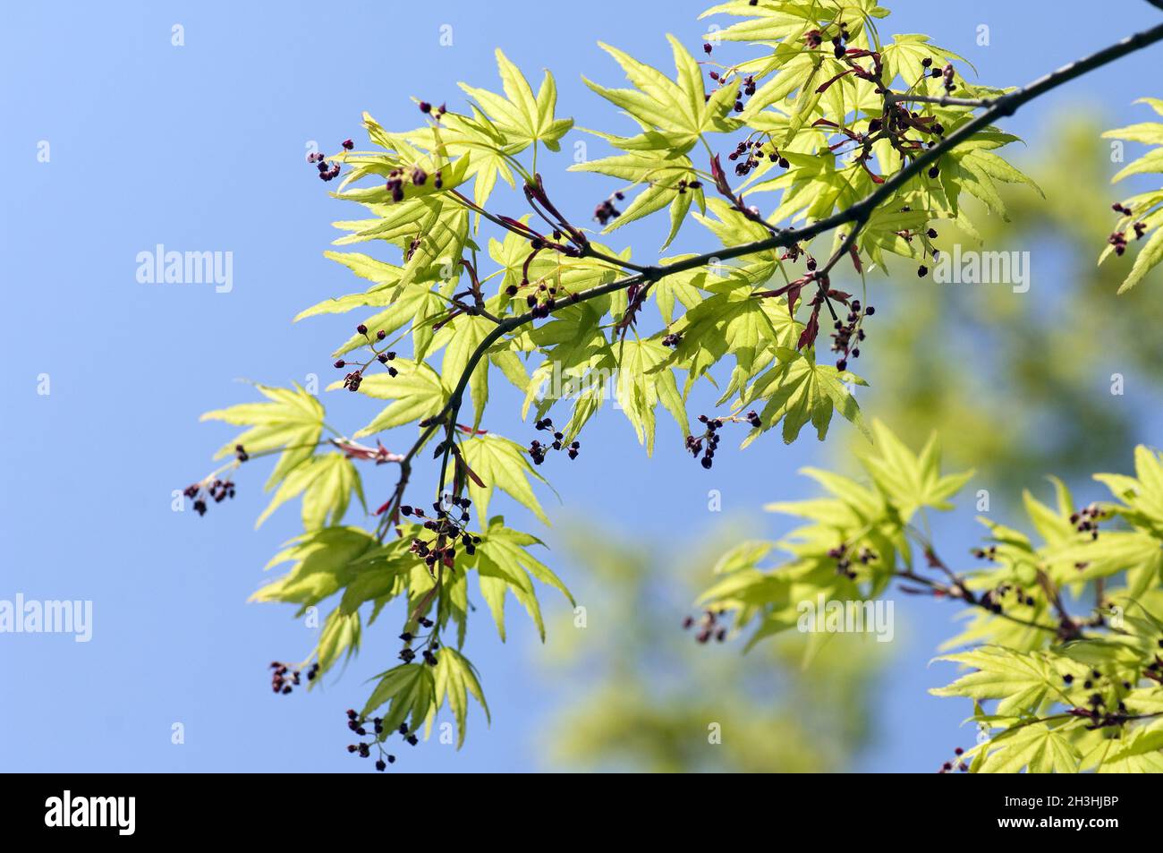 Autumn leaves with young sycamore tree hi-res stock photography and ...