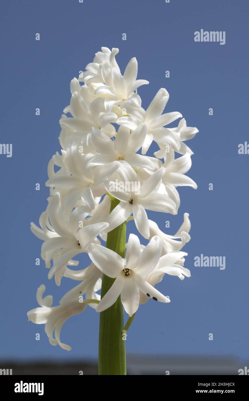 Hyacinth, White, Hyacinthus orientalis Stock Photo - Alamy
