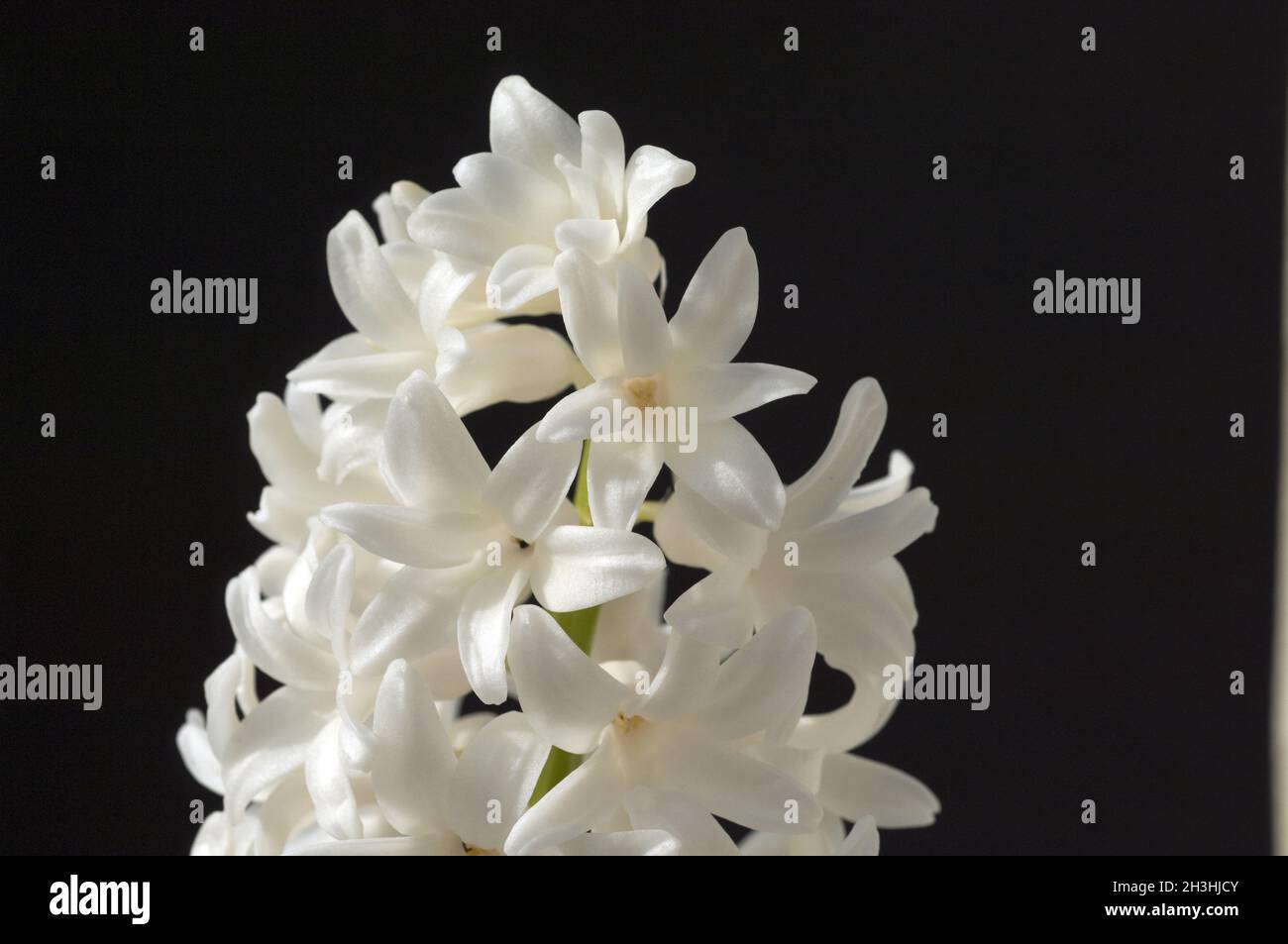 Hyacinth, White, Hyacinthus orientalis Stock Photo - Alamy