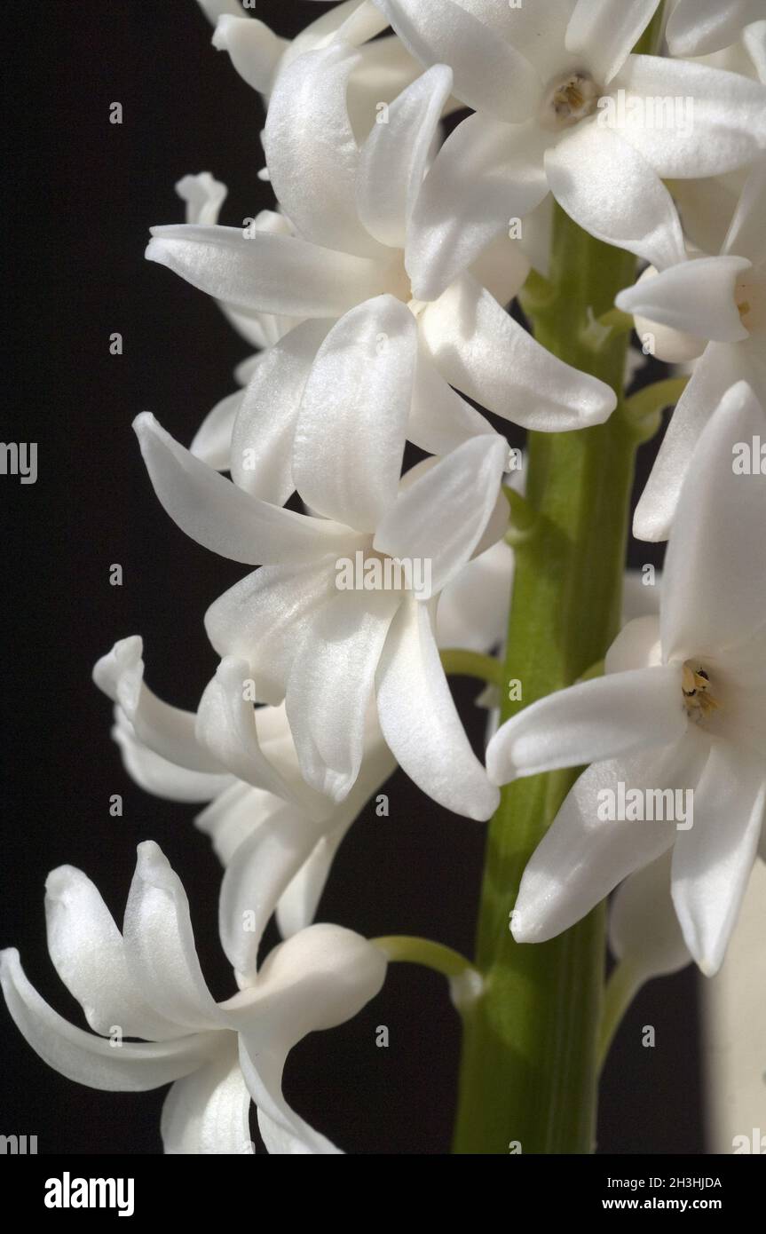 Hyacinth, White, Hyacinthus orientalis Stock Photo - Alamy