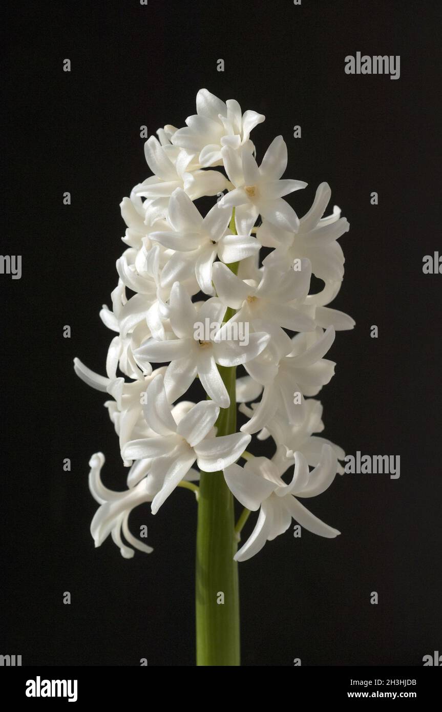 Hyacinth, White, Hyacinthus orientalis Stock Photo - Alamy