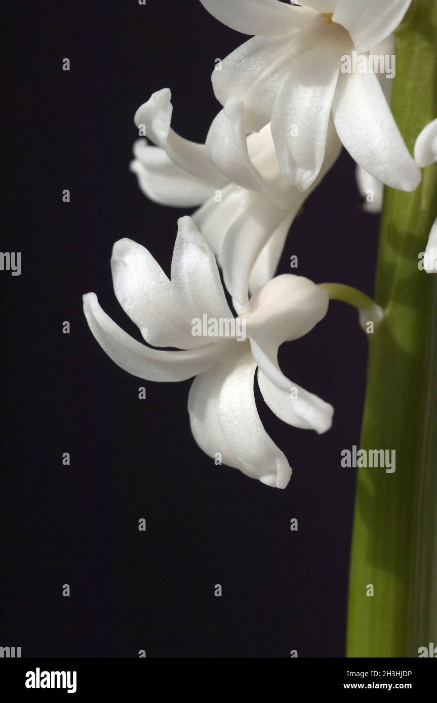 Hyacinth, White, Hyacinthus orientalis Stock Photo - Alamy