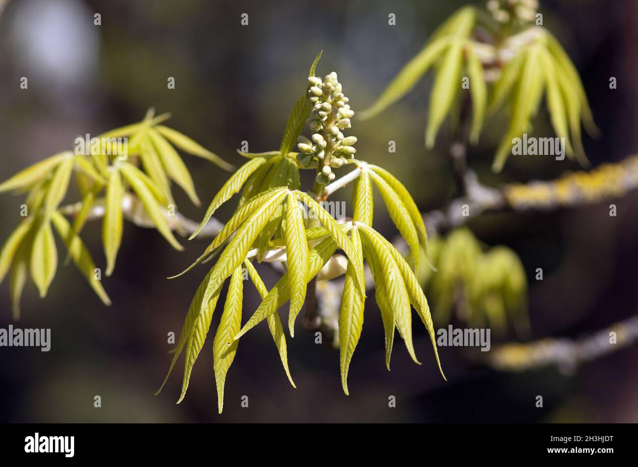 Ohio horse chestnut hi-res stock photography and images - Alamy