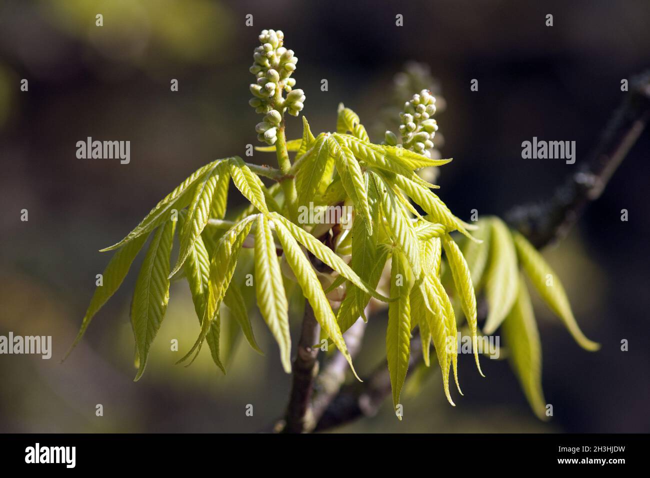 Ohio horse chestnut hi-res stock photography and images - Alamy