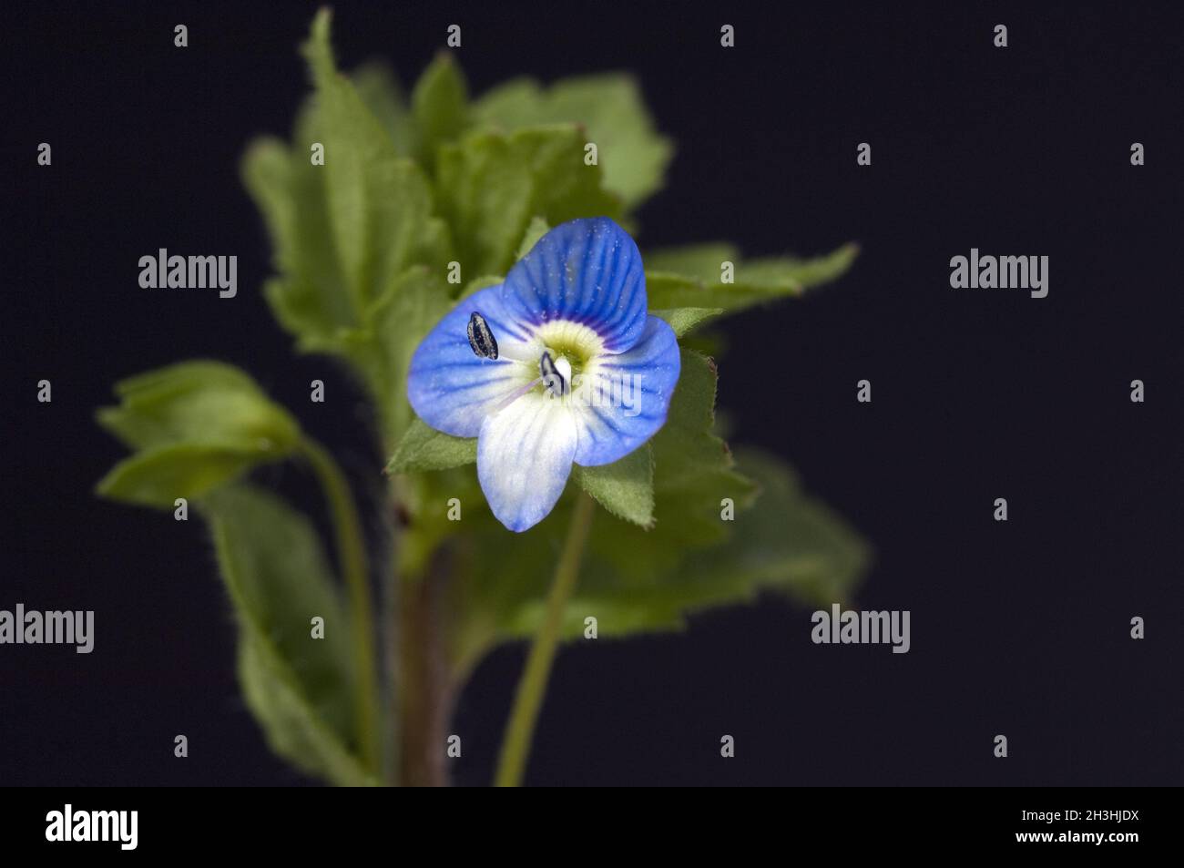 Persian speedwell, Veronica, persica Stock Photo - Alamy