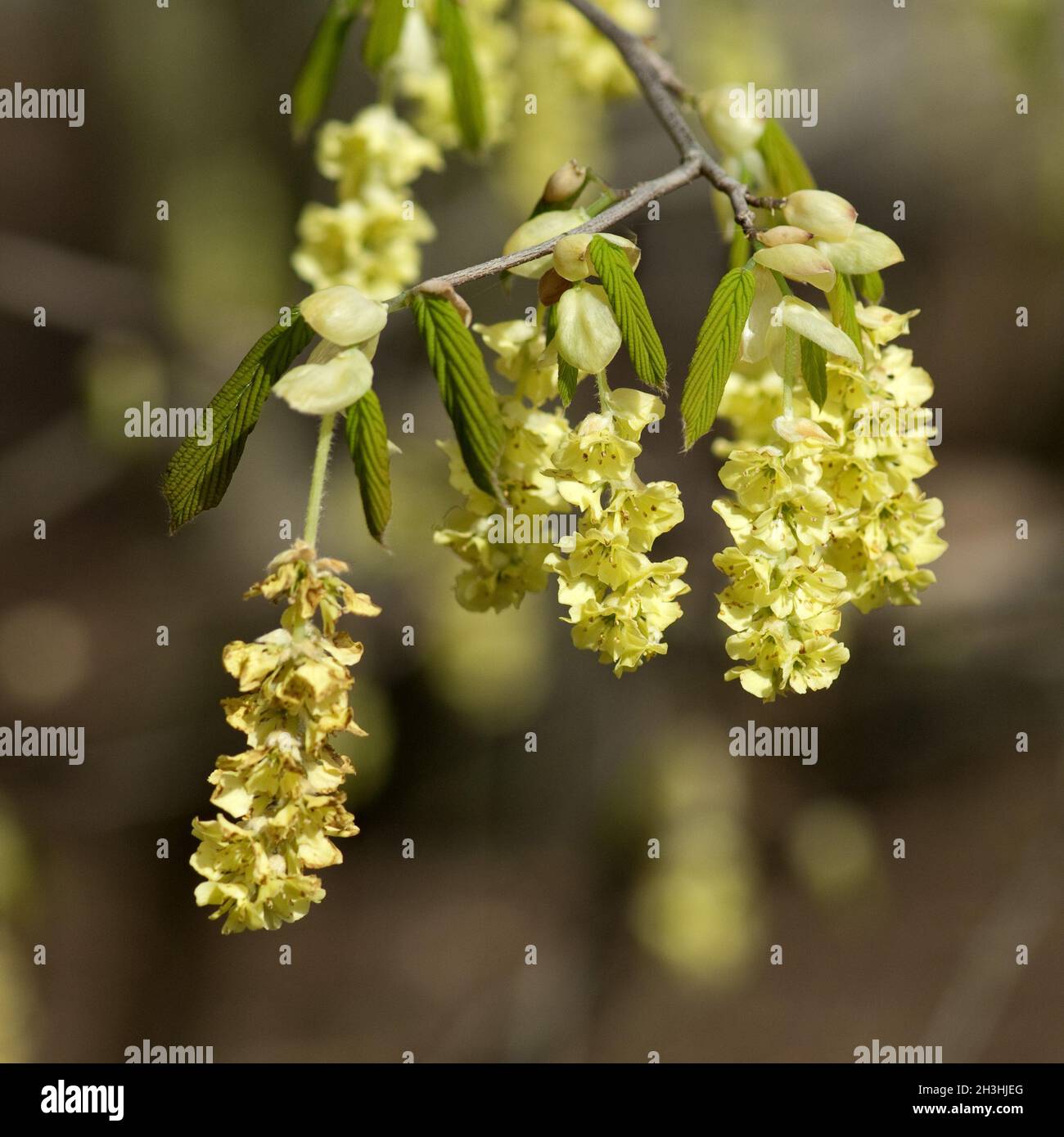 Mock hazel; Corylopsis Stock Photo - Alamy