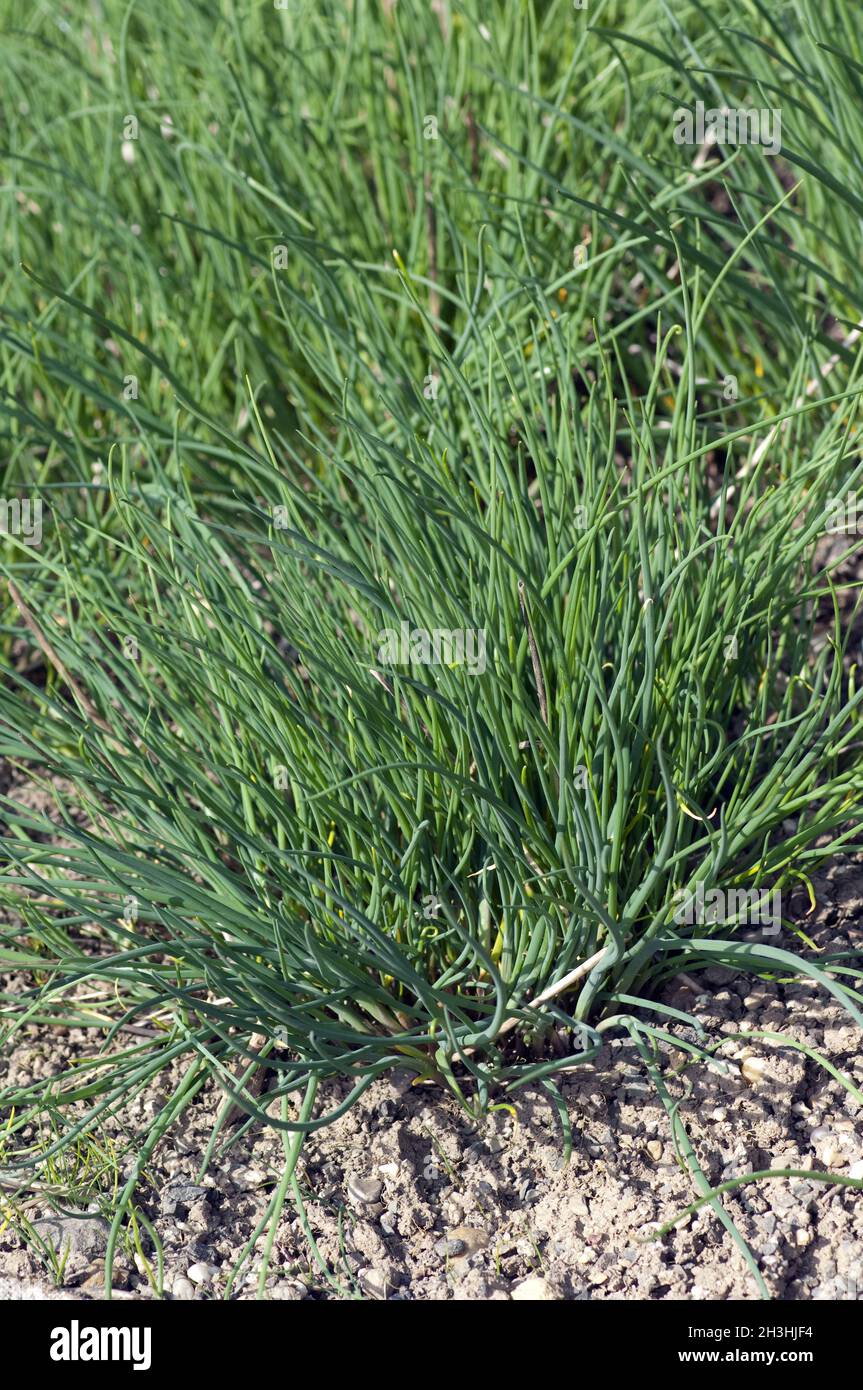 Chives, chive stalks Stock Photo - Alamy