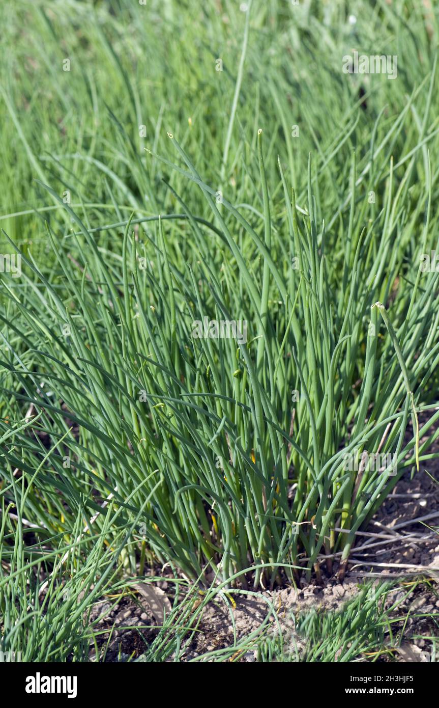 Chives stalks hi-res stock photography and images - Alamy