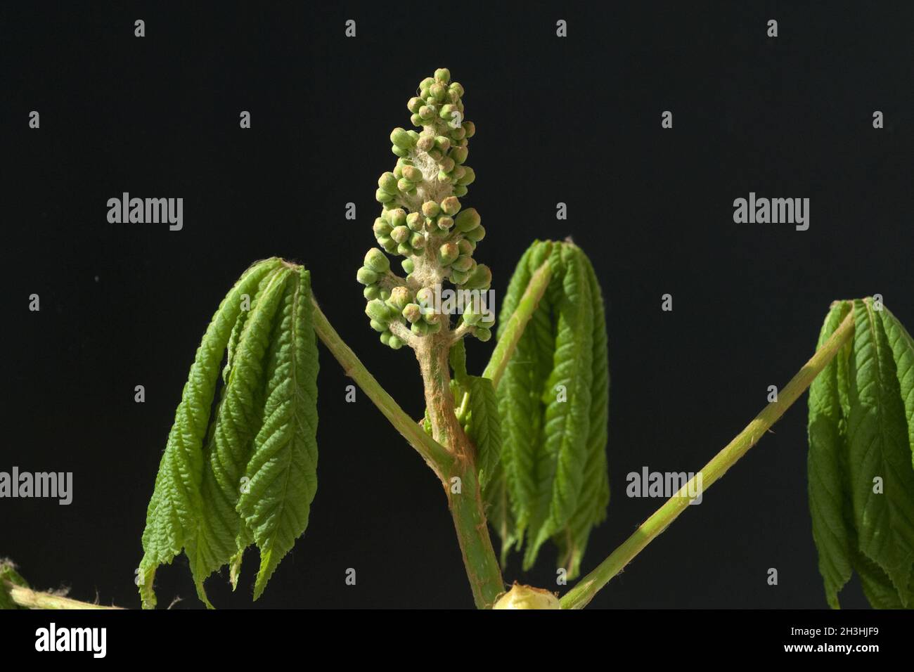 Kastanienknospen hi-res stock photography and images - Alamy