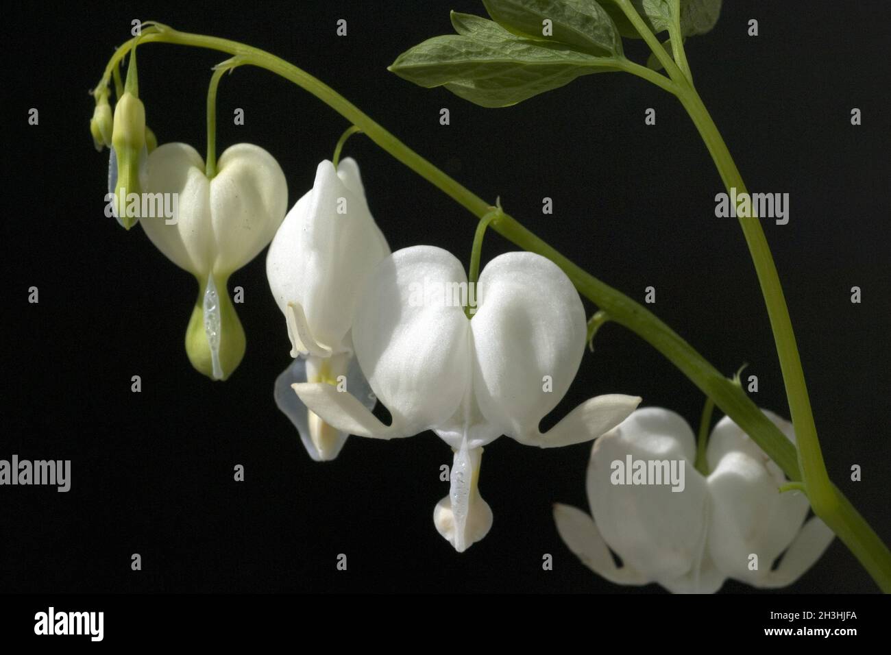 Weeping, Heart, White, Dicentra Stock Photo - Alamy