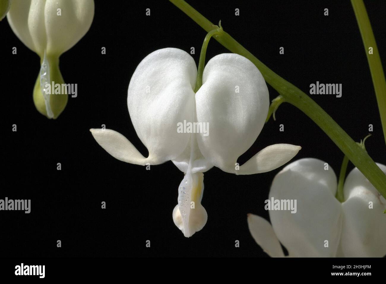 Weeping, Heart, White, Dicentra Stock Photo - Alamy
