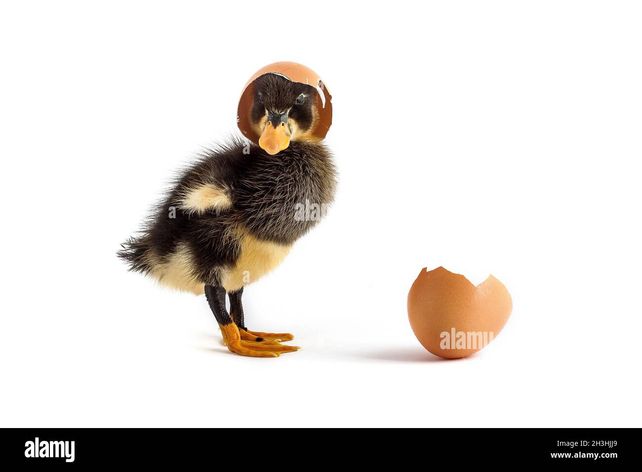 Black small duckling with egg on a white Stock Photo - Alamy