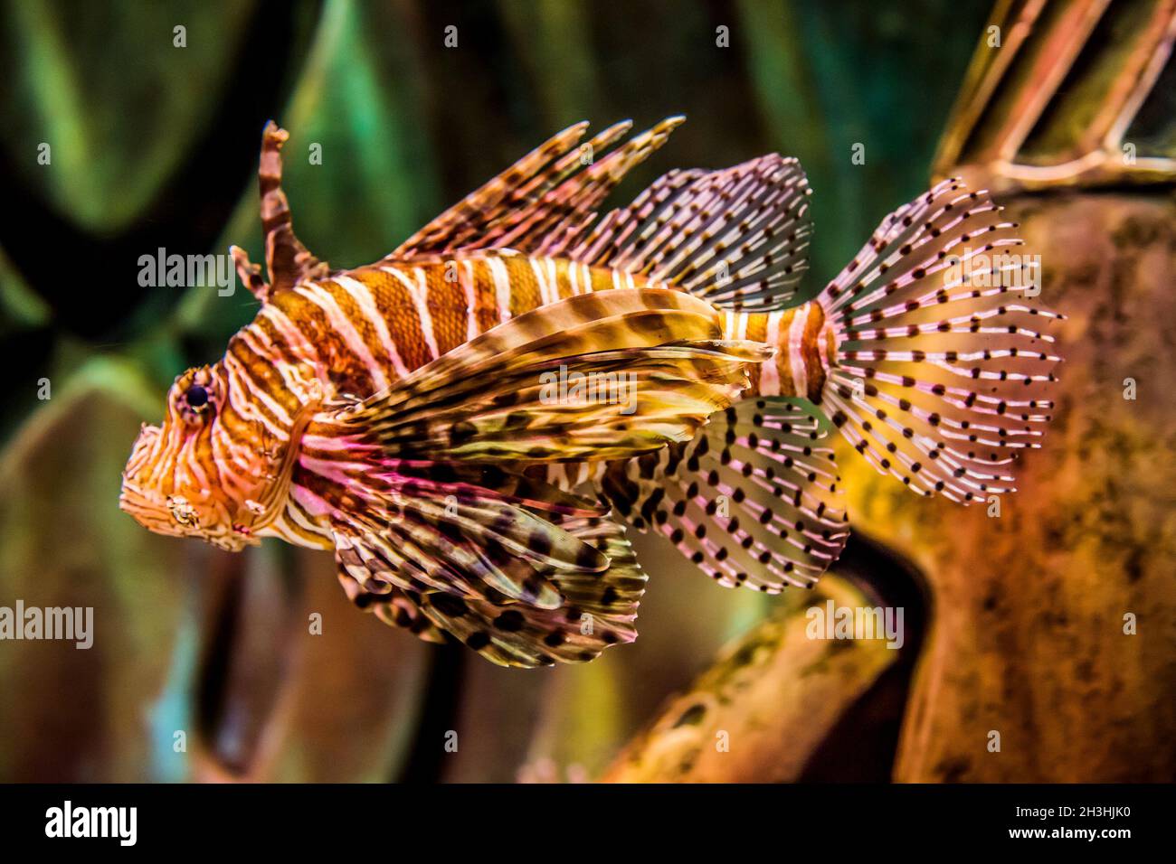 Close up view of a venomous Red lionfish Stock Photo - Alamy
