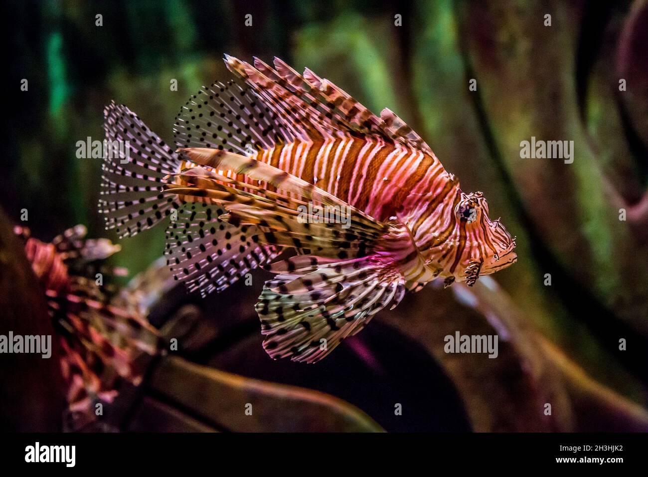 Close up view of a venomous Red lionfish Stock Photo - Alamy