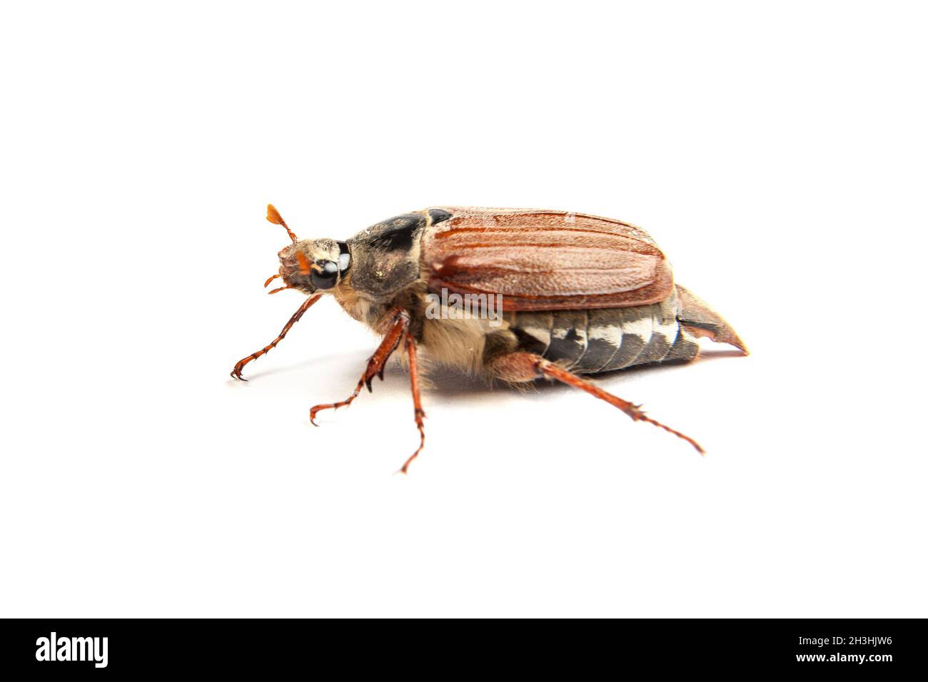 May bug macro isolated on white Stock Photo - Alamy