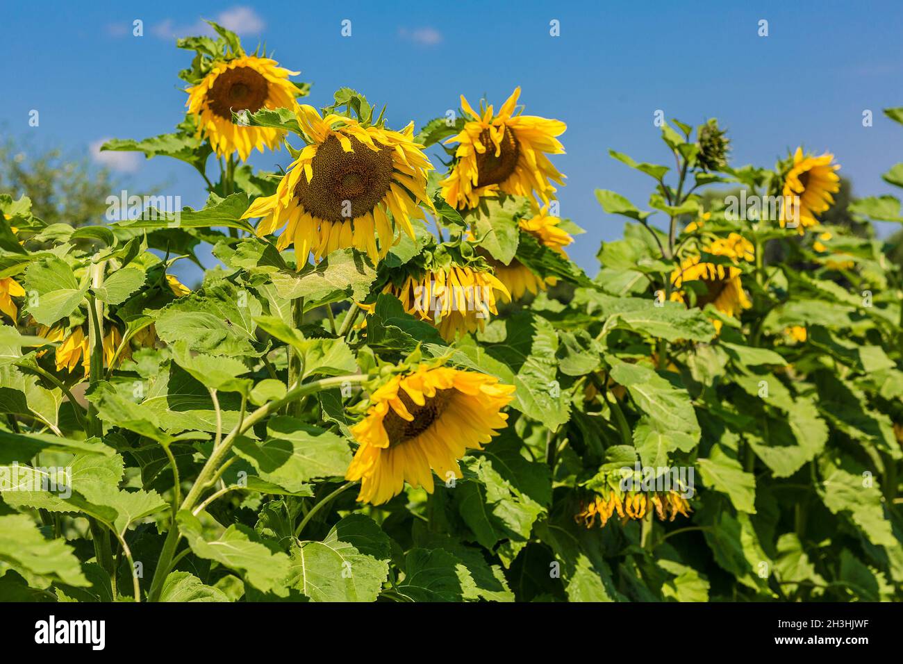 Ukraine sun hi-res stock photography and images - Alamy
